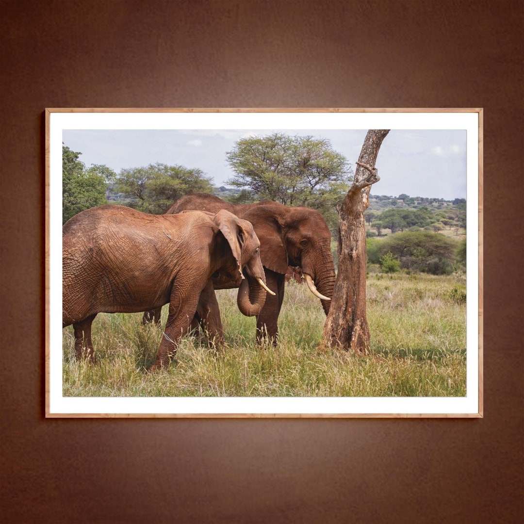 African Elephant Wall Art Print, Wildlife Photography Prints Nature ...