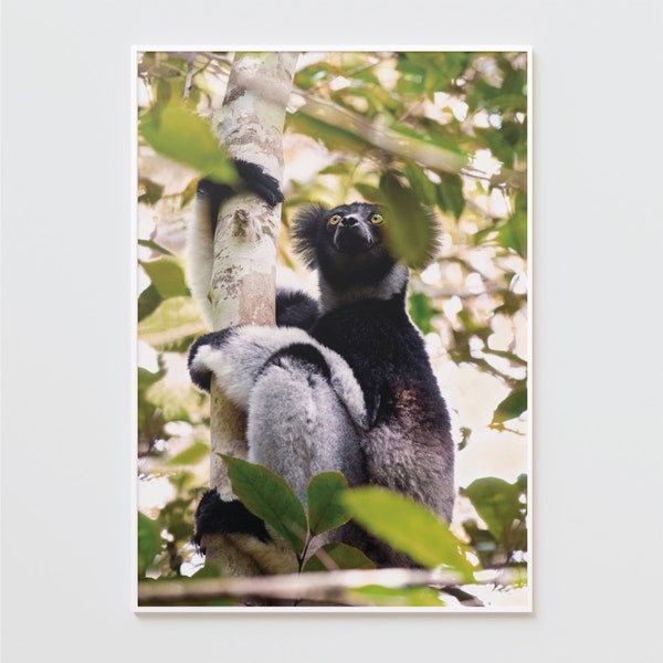 Lemur Print - Etsy