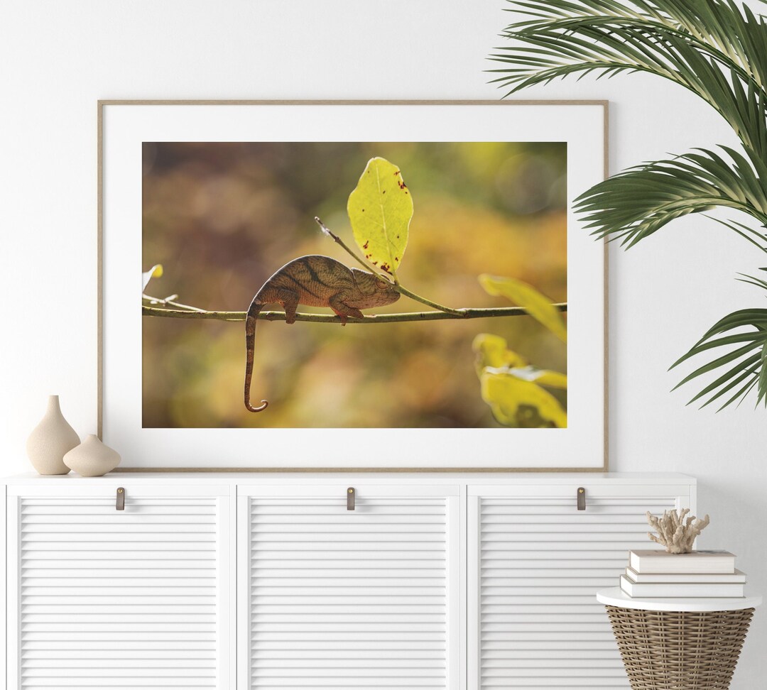 Chameleon Wall Art, Jungle Animal Art, Madagascar Wall Art, Home Decor ...