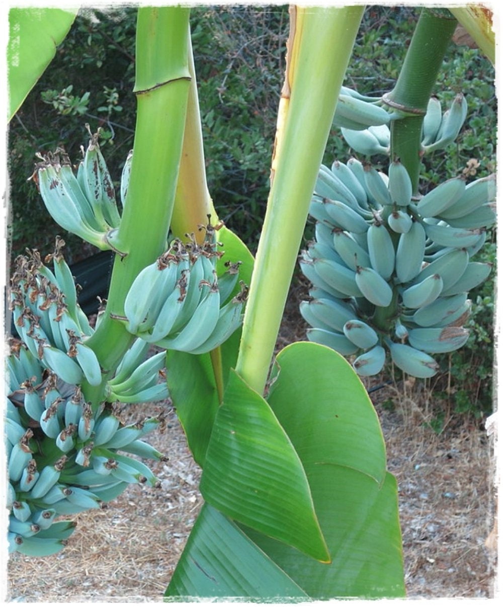 Plante BANANA JAVA BLEUE Musa Acuminata pot 18 cm h. - Etsy France