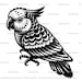 Conure SVG Bundle - Etsy