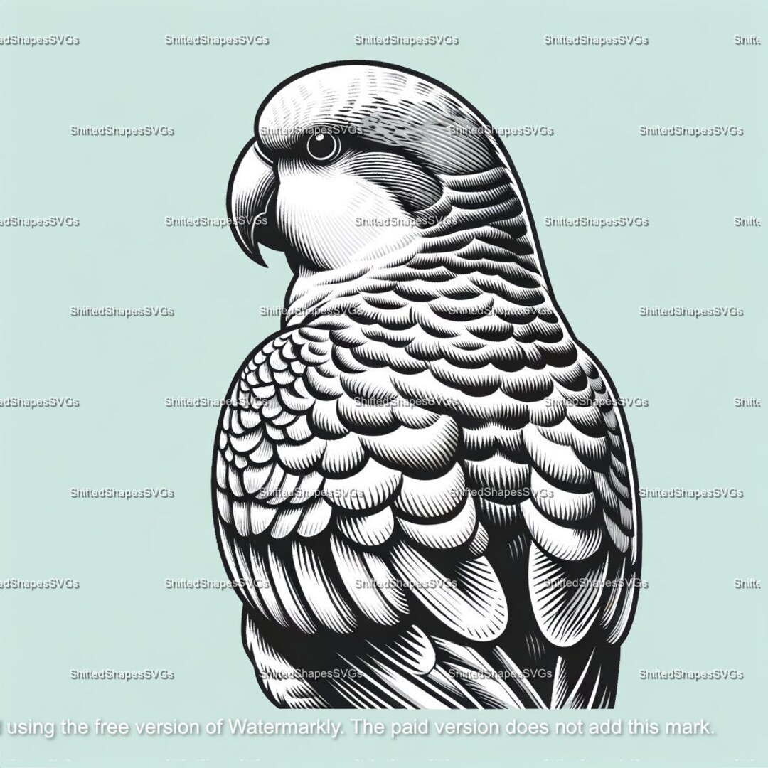 Quaker Parrot SVG Bundle - Etsy