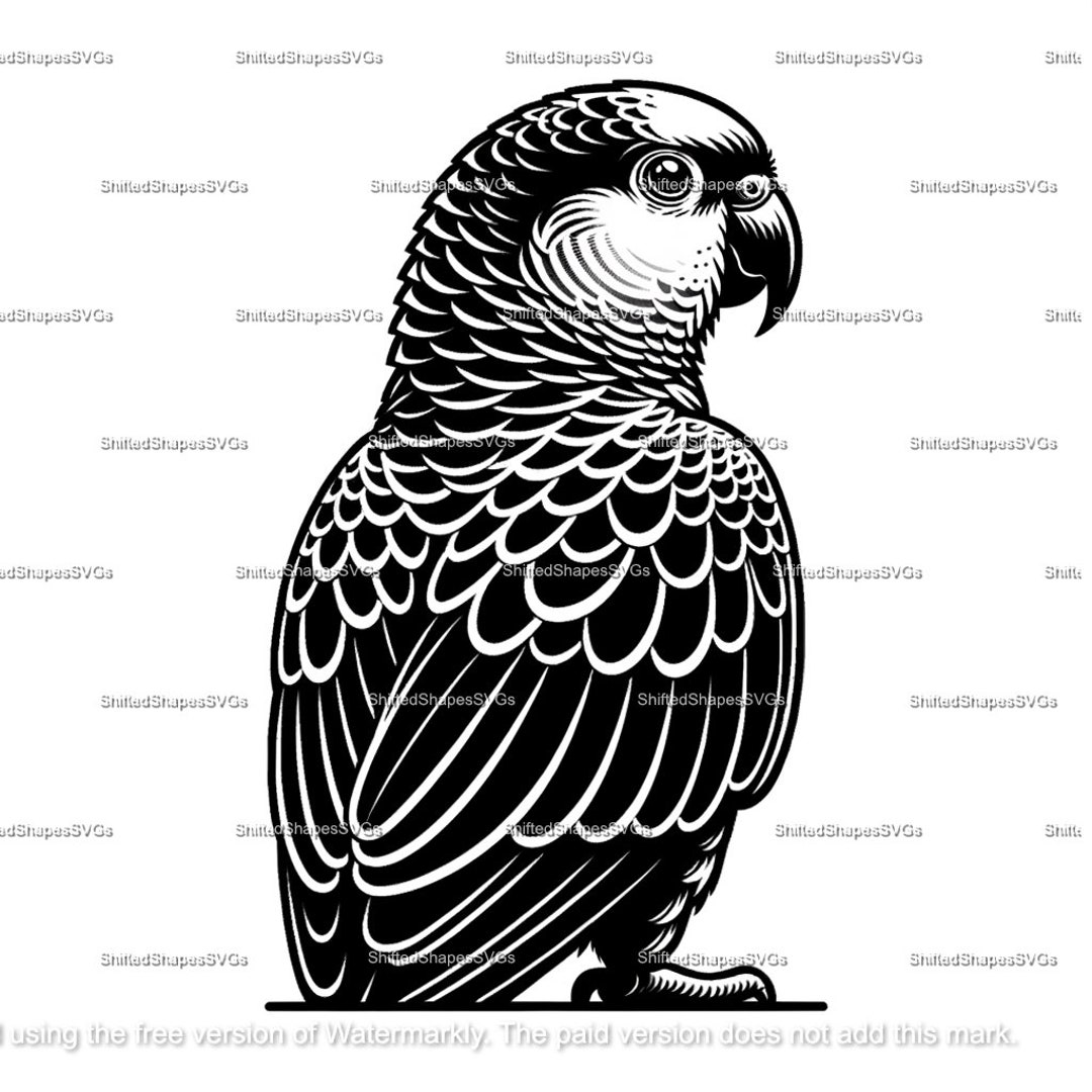 Conure SVG Bundle - Etsy