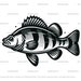 Perch Fish SVG Bundle - 5 Artistic Freshwater Designs for Crafting and ...