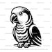 Conure SVG Bundle - Etsy