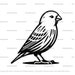 Canary SVG Bundle - Etsy