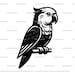 Conure SVG Bundle - Etsy