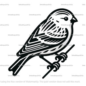 Canary SVG Bundle - Etsy