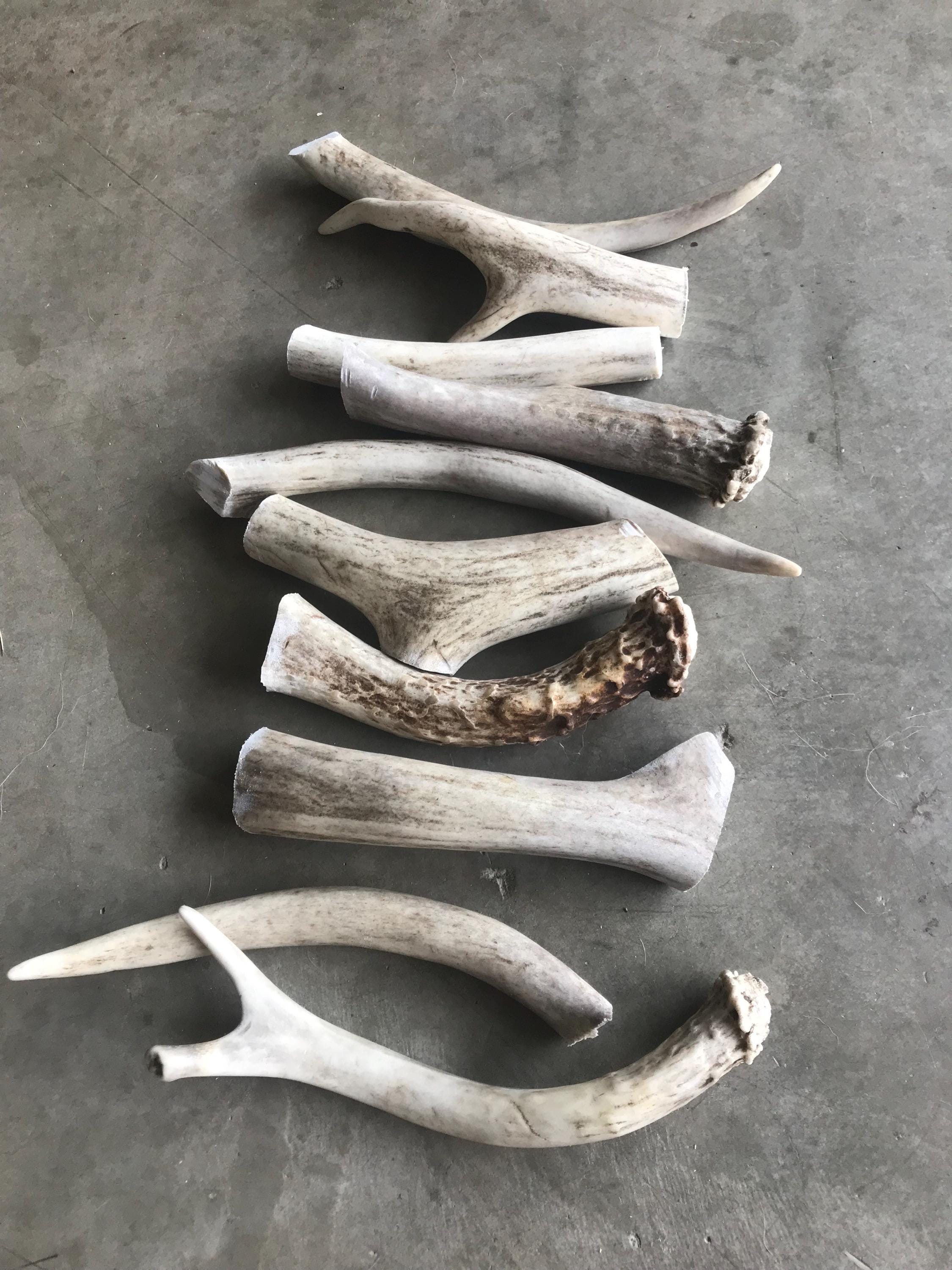 Deer Antler Dog Chews (5 Pack) - Etsy