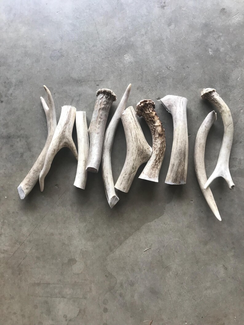 Deer Antler Dog Chews (5 Pack) - Etsy