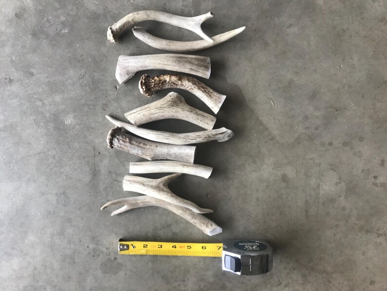 Deer Antler Dog Chews (5 Pack) - Etsy