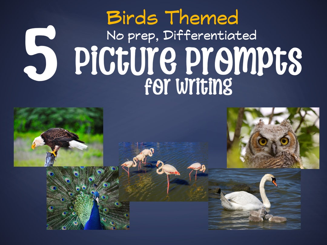 5 Birds No-prep, Differentiated Picture Prompts for Writing Primary ...