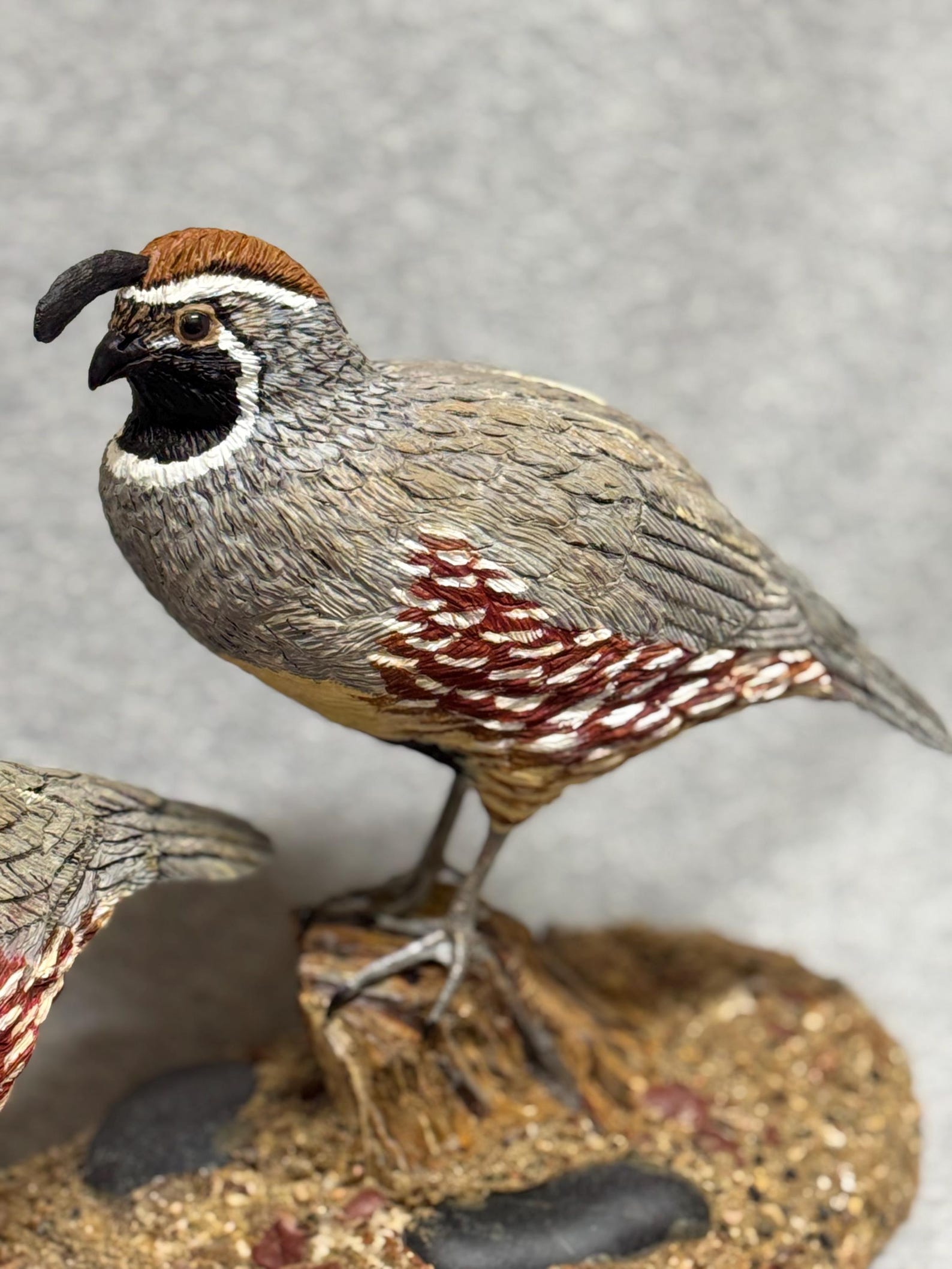 Hand Carved Wooden Male & Female Gambel's Quail Life Size - Etsy