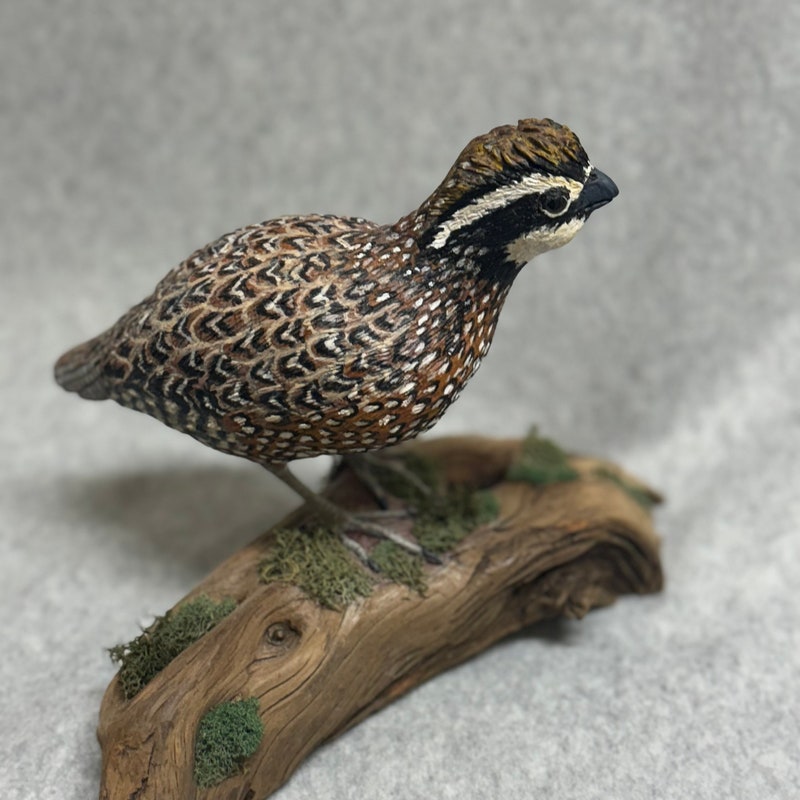 Bob White Quail - Etsy