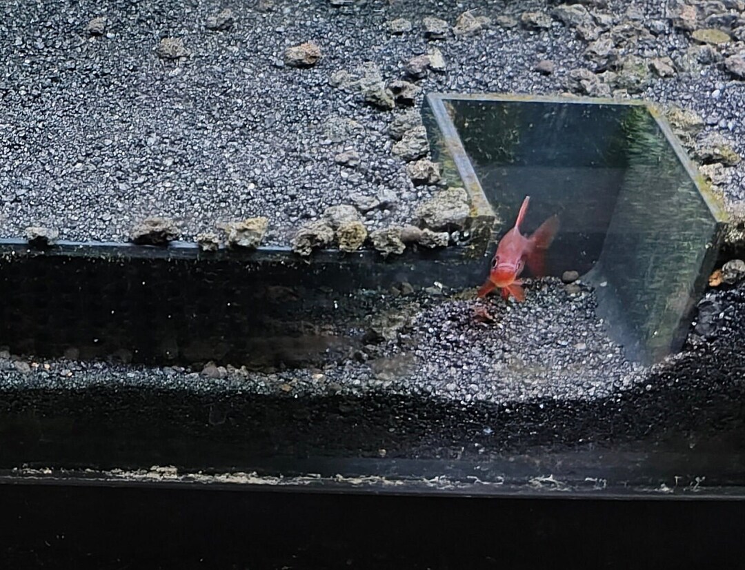 Aquarium Underground Tunnel With Viewing Window - Etsy