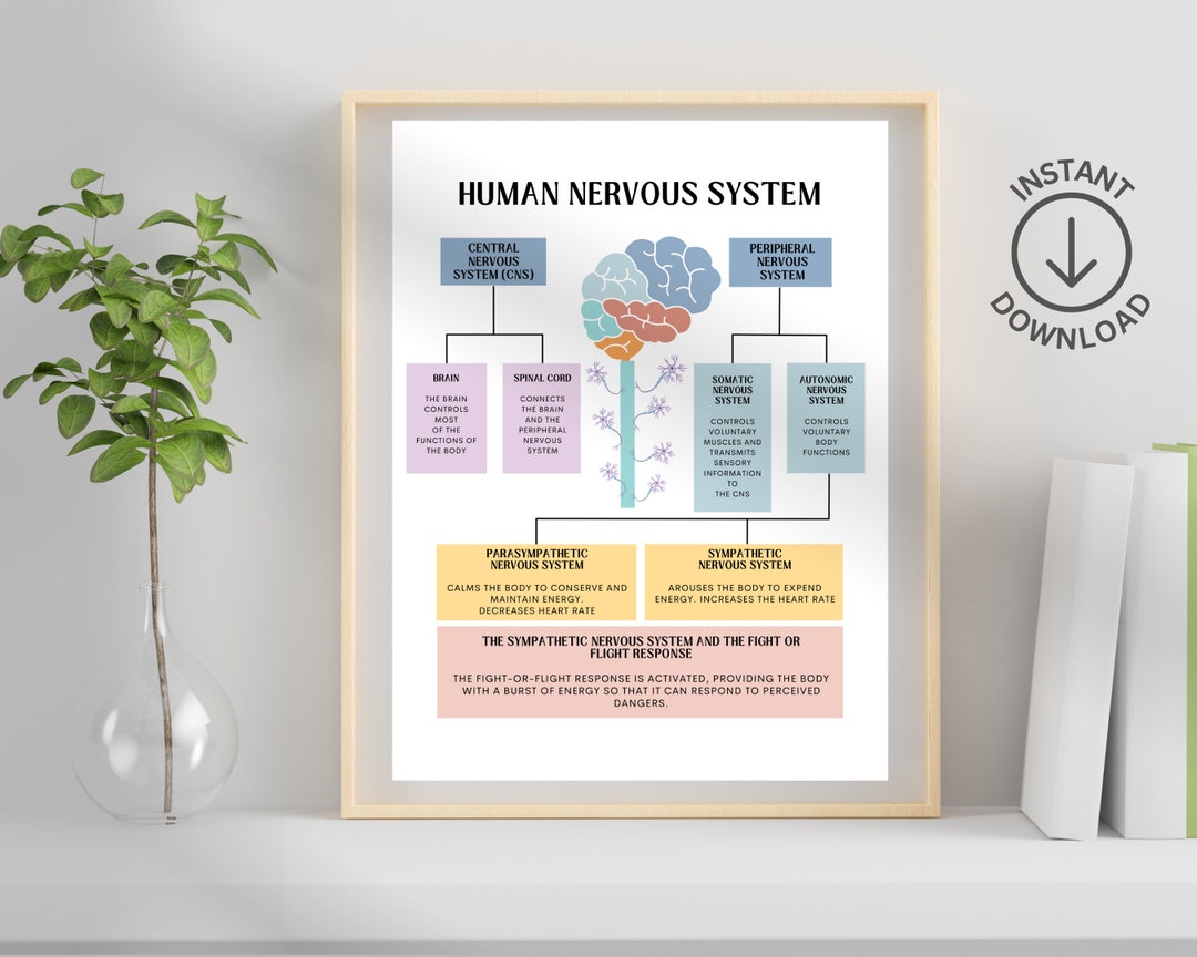 The Human Nervous System, Fight or Flight Response, Human Brain Anatomy ...