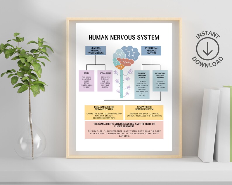 The Human Nervous System, Fight or Flight Response, Human Brain Anatomy ...