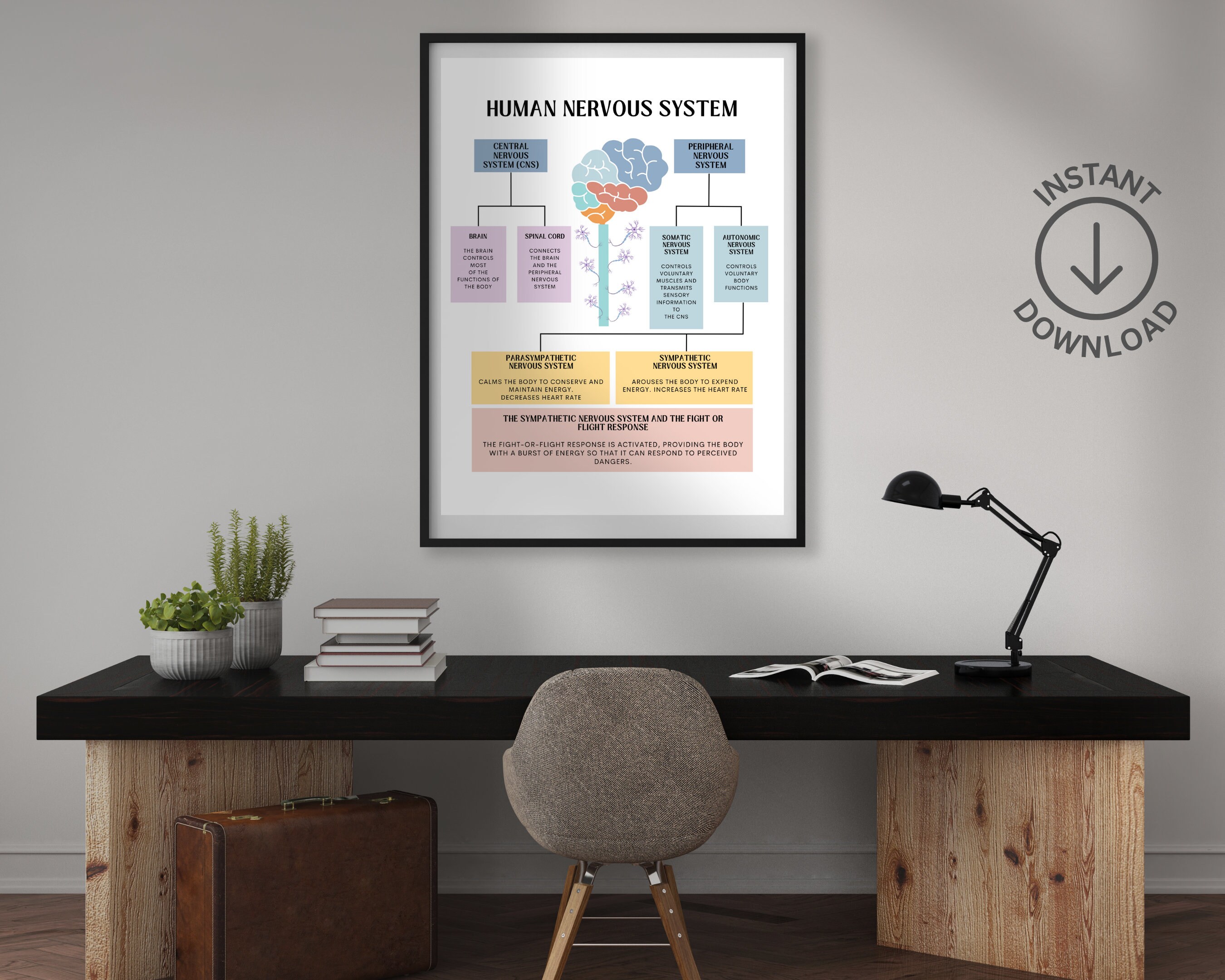 The Human Nervous System, Fight or Flight Response, Human Brain Anatomy ...