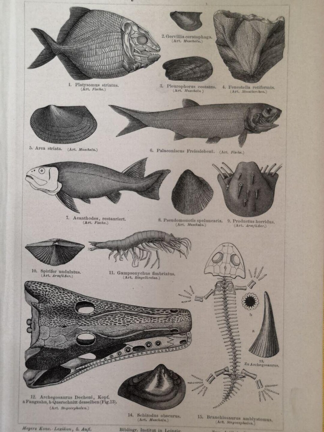 1890 FISH SKELETONS Lithograph Marine Double Illustration 6.5 X 9.5 ...