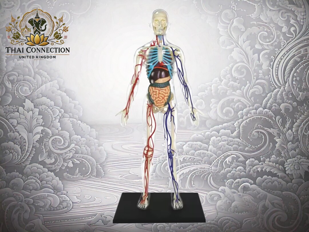 4D Vision Human Body Model Dissectable Educational Anatomy Toy for Kids ...