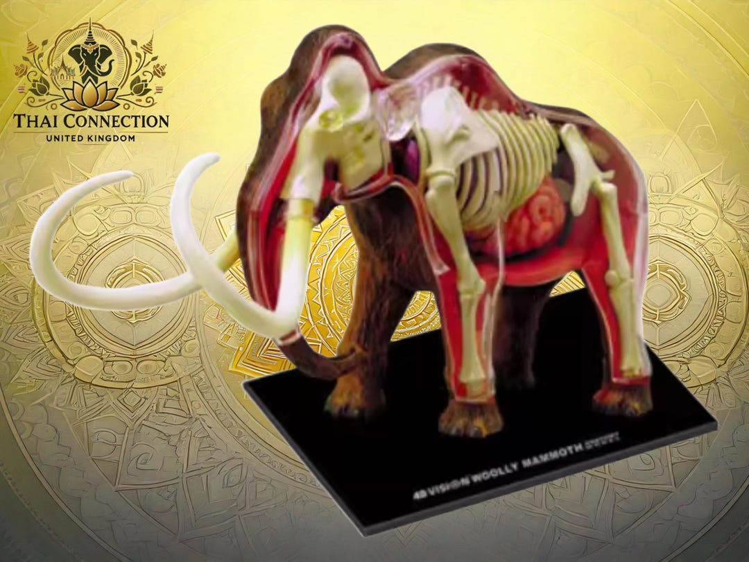 4D Vision Woolly Mammoth Model Dissectable Educational Anatomy Toy for ...