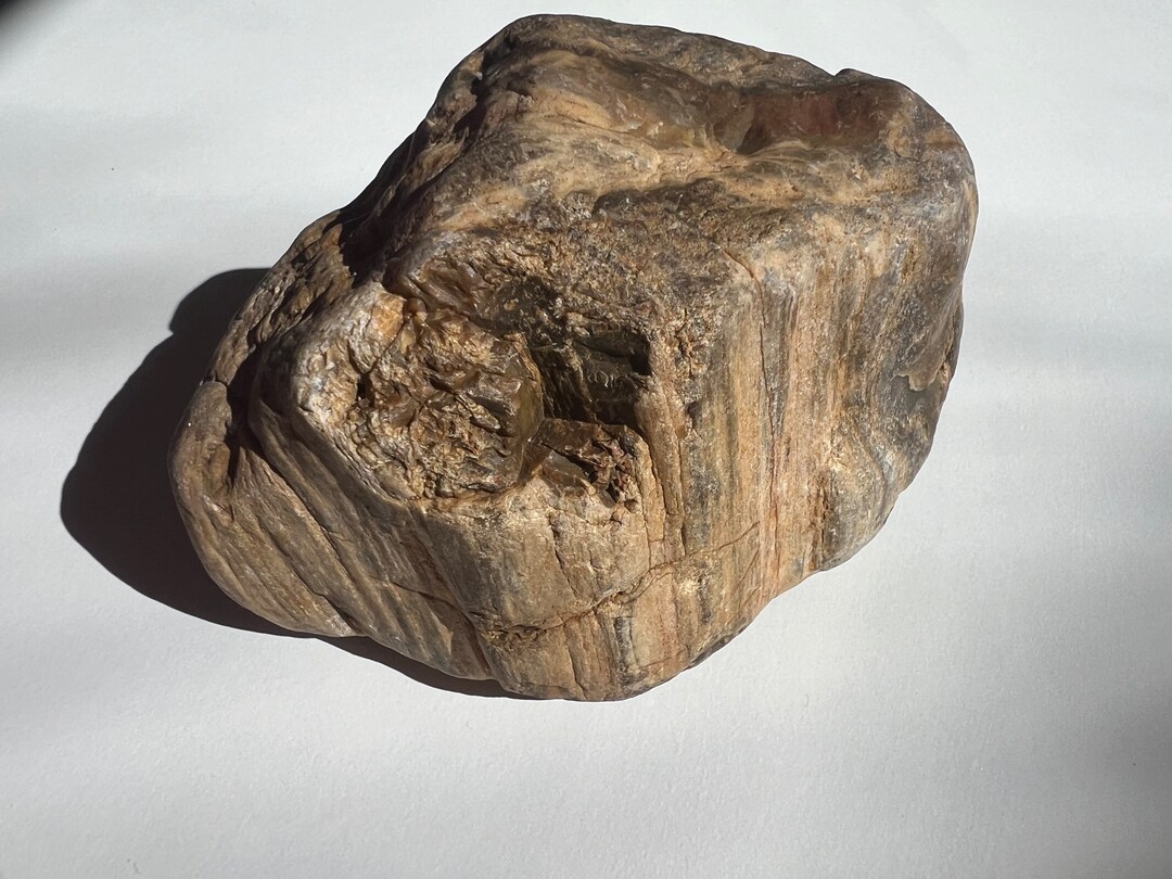 Rare Australian Opalized Petrified Wood Fossil 475 Grams Rock ...