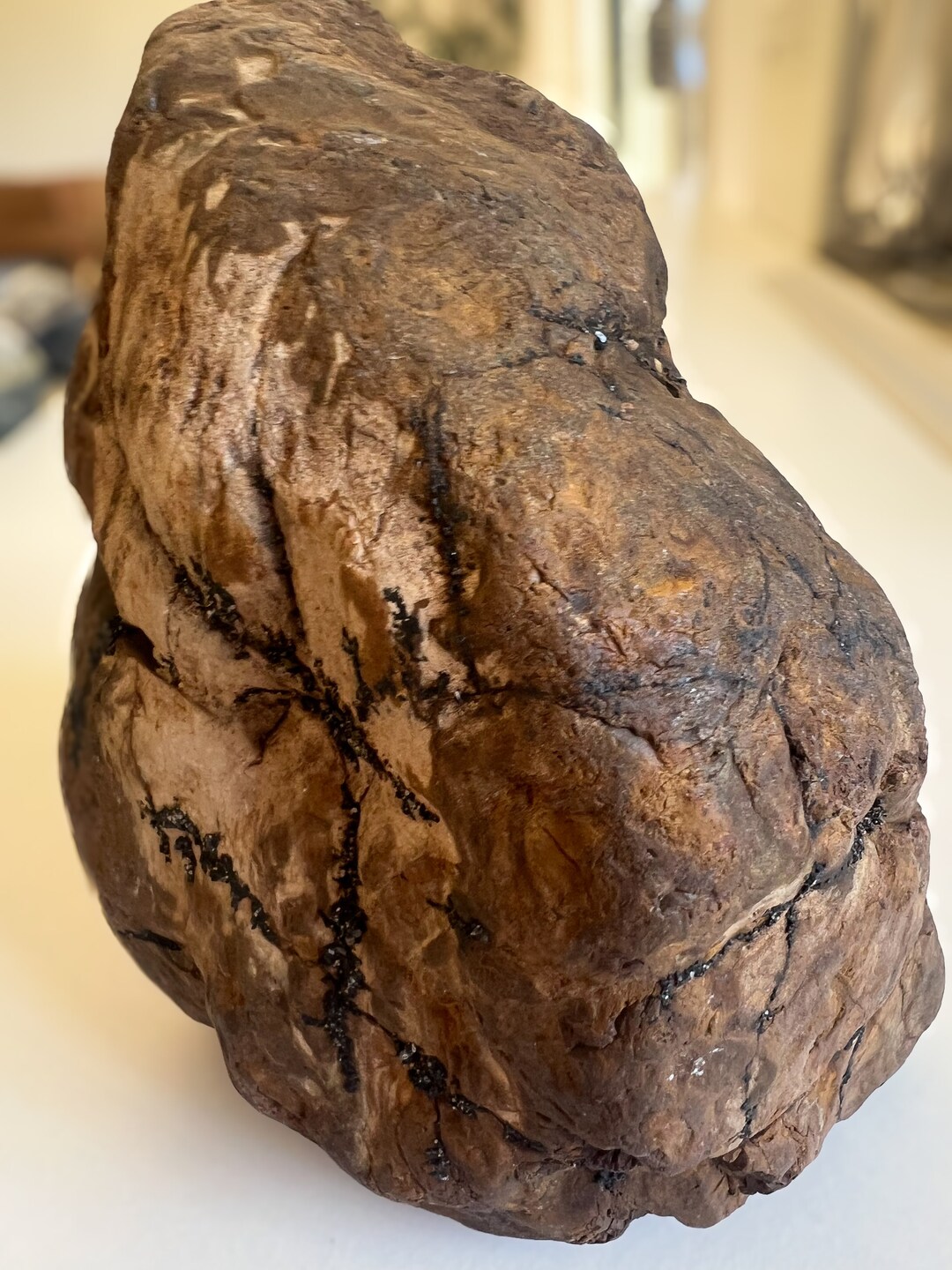 Australian Petrified Wood Fossil 2420 Grams Rock Collectors Rough ...