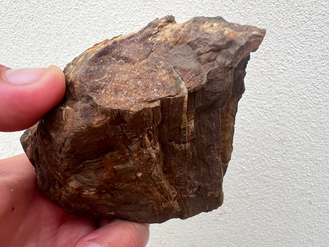 Australian Opalized Petrified Wood Fossil 420 Grams Fossil With Quartz ...