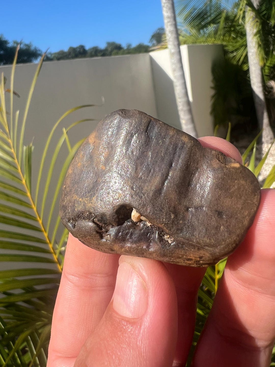 Rare Australian Rough Iron Scallop Shell Fossil 50 Gram Specimen ...