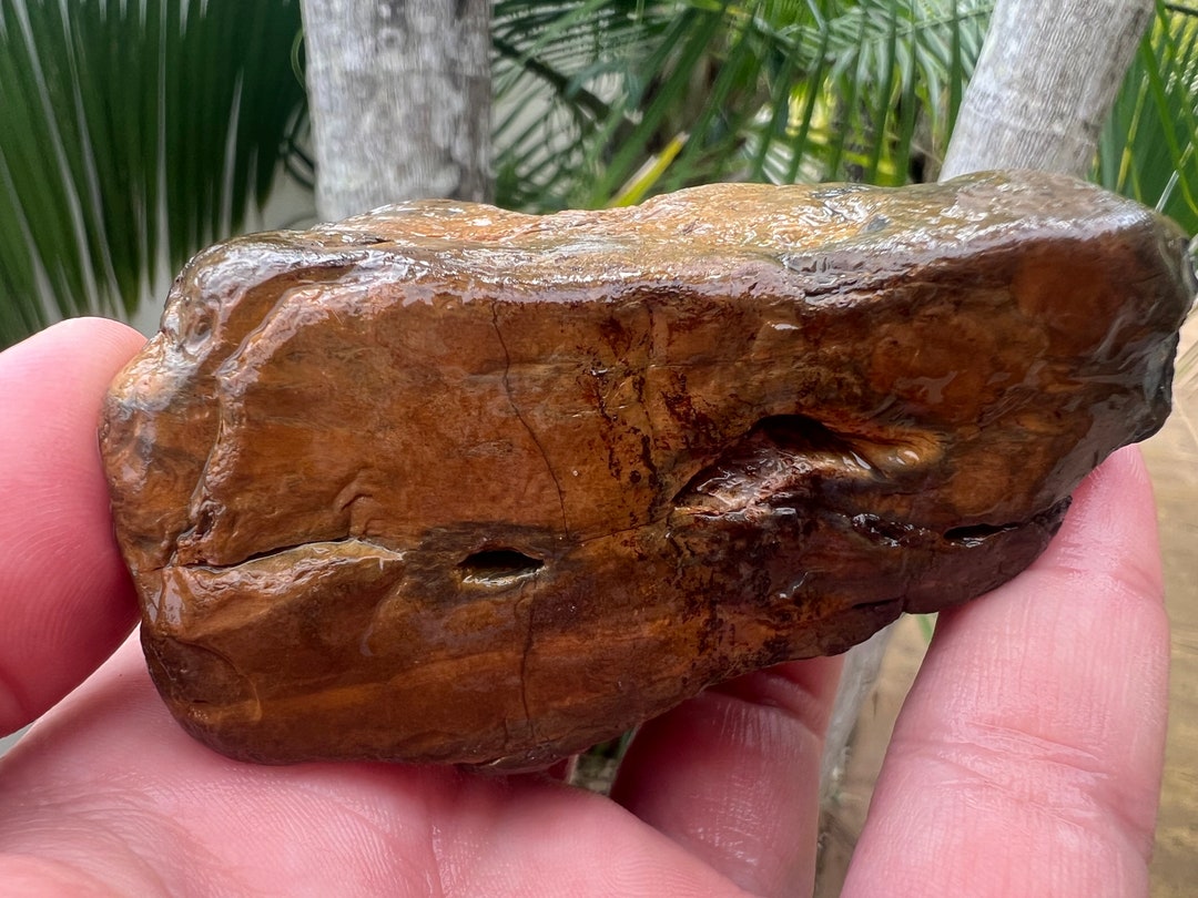 Australian Petrified Wood Fossil 250 Grams Rock Collectors Unique Rough ...