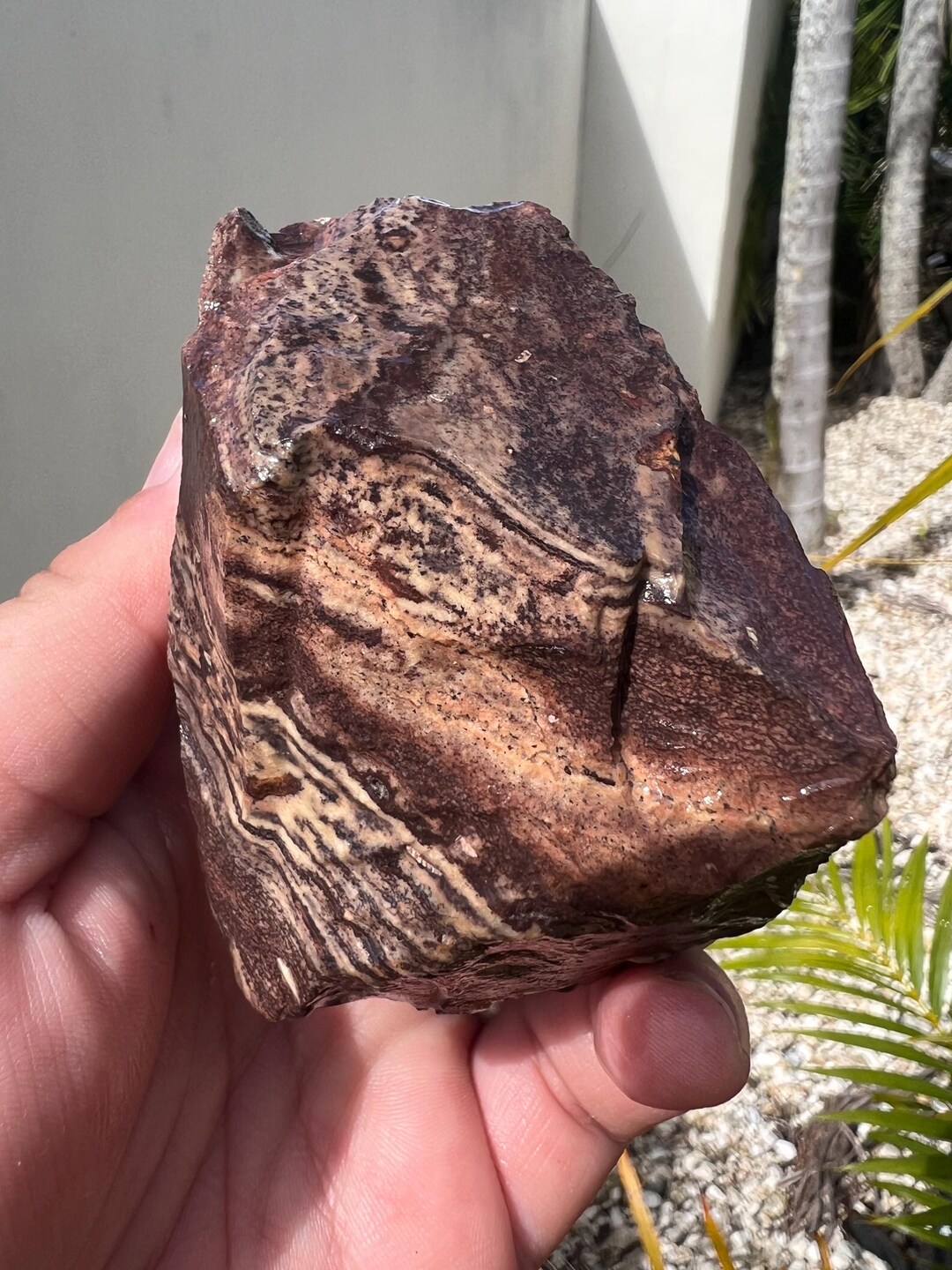 Australian Rough Rhyolite Banded Chunk 260 Grams Rhyolite Natural Raw ...