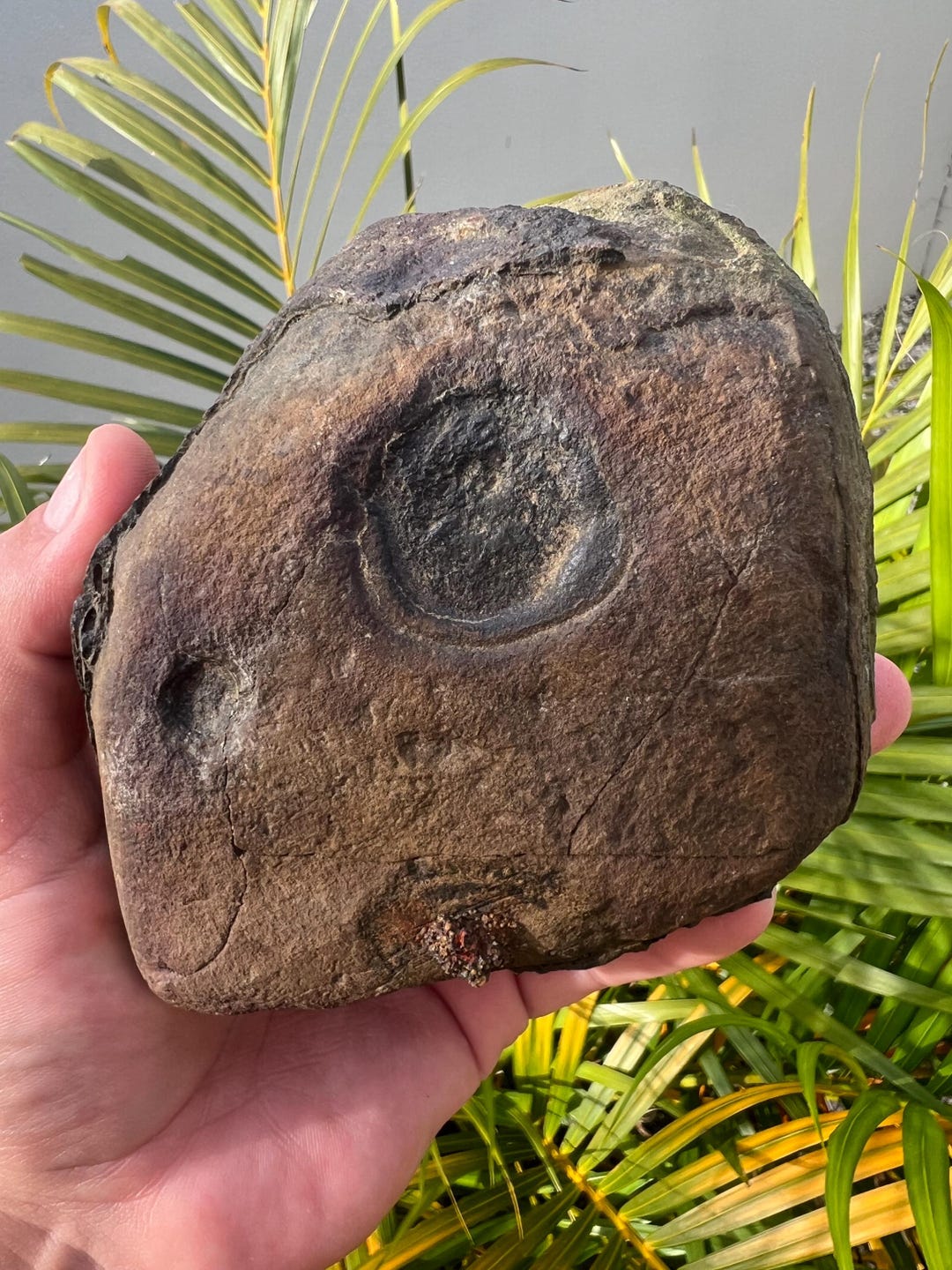 Australian Rough Iron Concretion 1290 Gram Specimen Red Hematite Rock ...