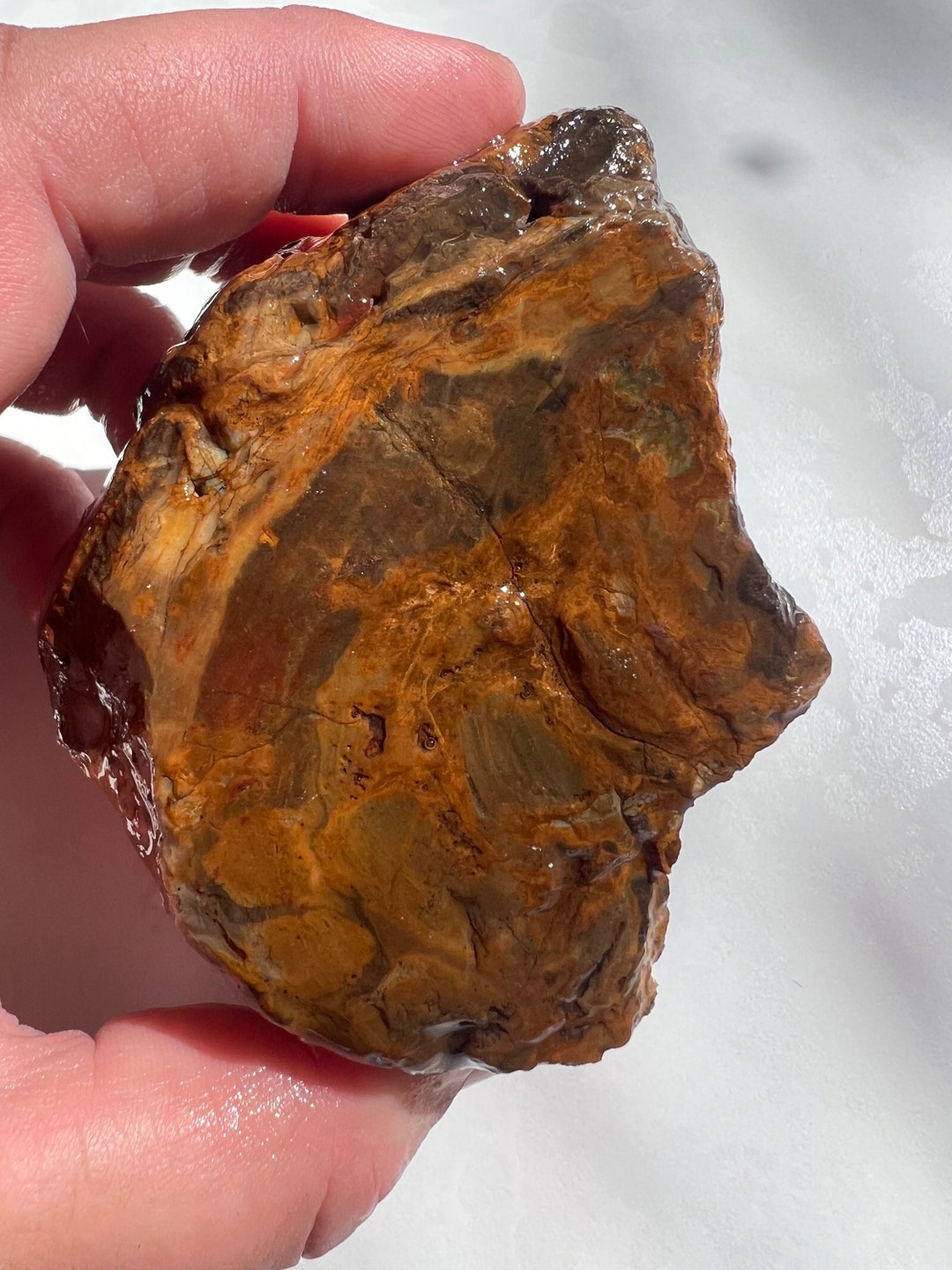 Australian Opalized Agatized Wood Fossil 395 Grams Fossil High Quality ...