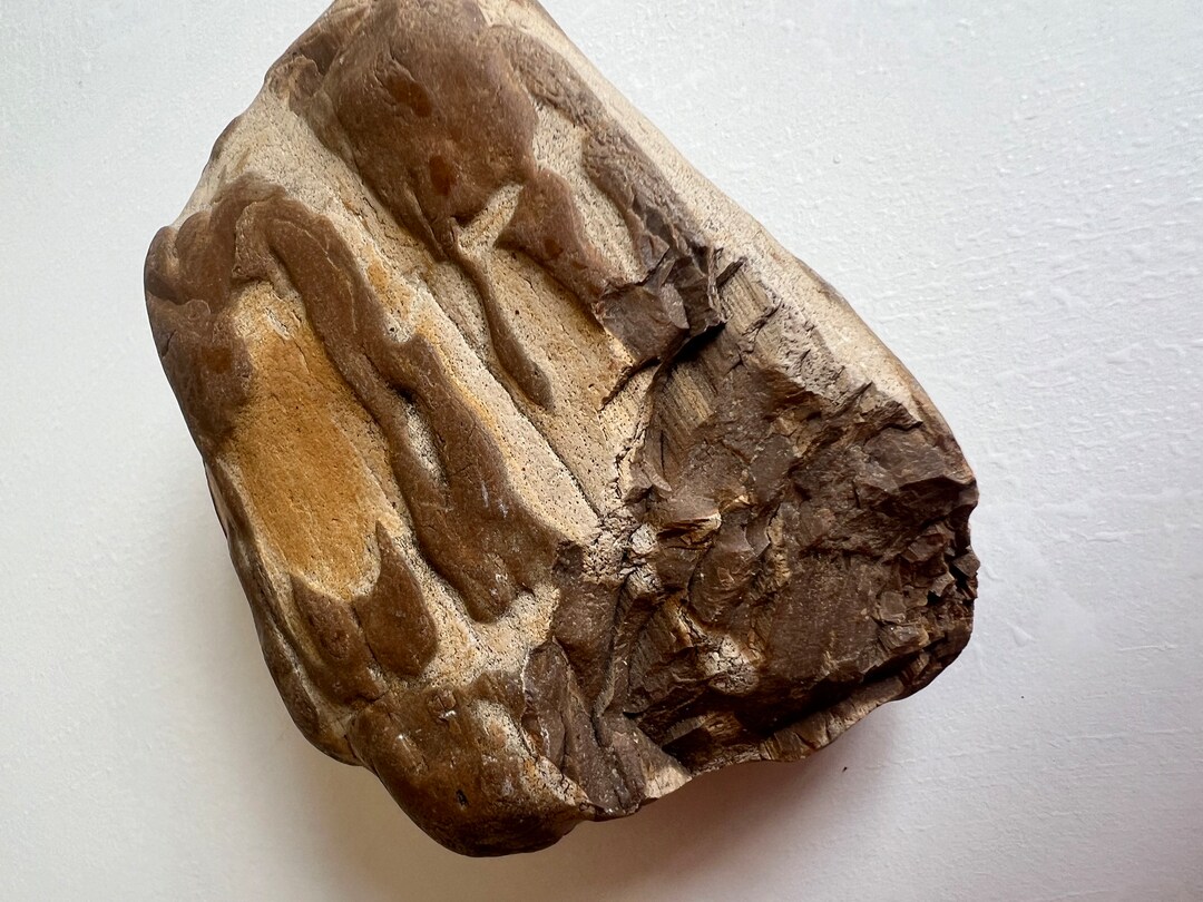 Australian Petrified Wood Fossil 190 Grams Rock Collectors Rough ...