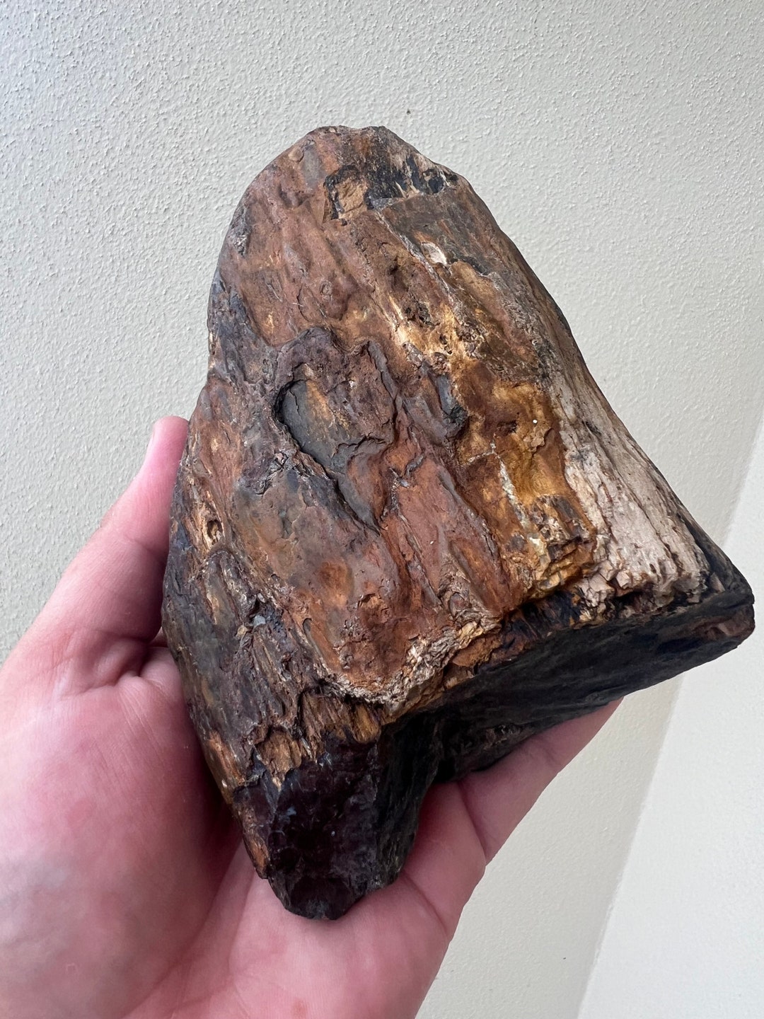 Australian Petrified Wood Fossil 1190 Grams A+ Rock Collectors Unique ...