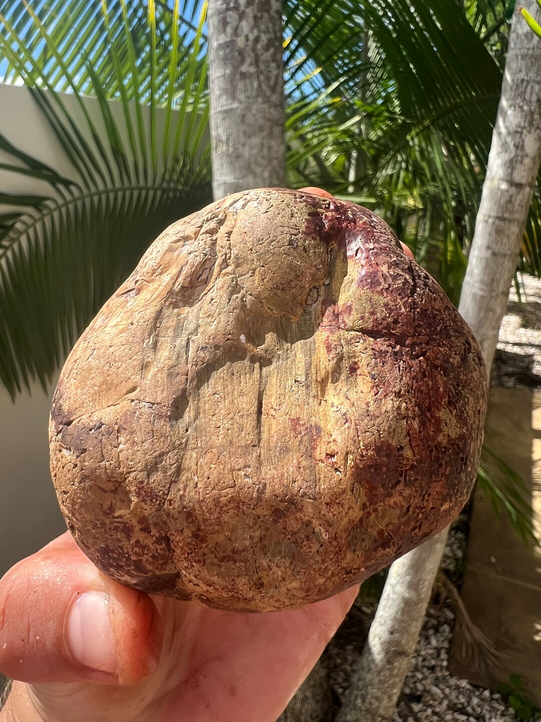 Australian Ocean Petrified Wood Fossil 540 Grams Rock Collectors Unique ...