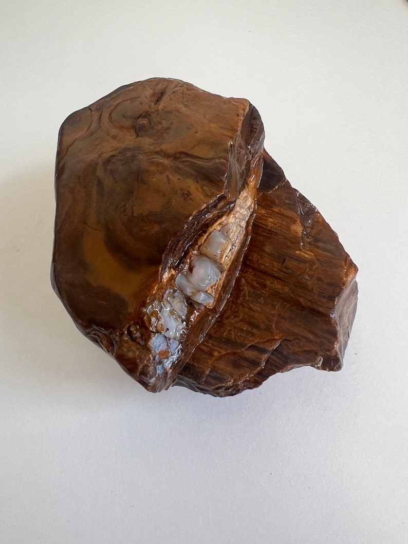 Rare Australian Opalized Wood Fossil 505 Grams Rock Collectors Unique ...