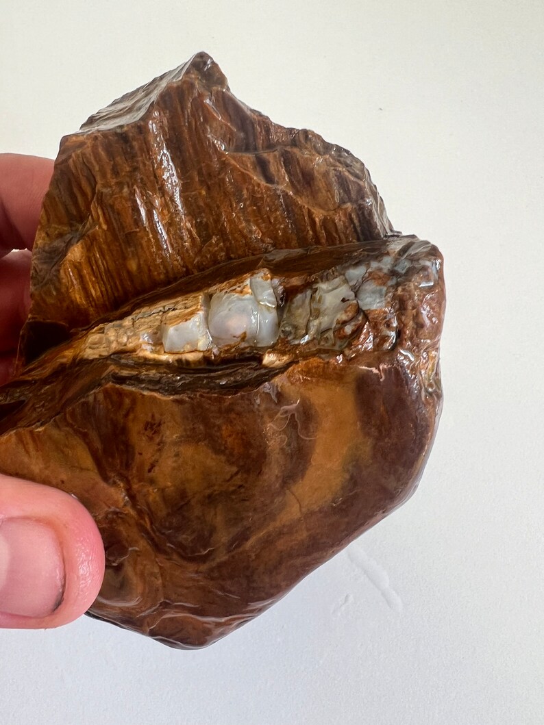 Rare Australian Opalized Wood Fossil 505 Grams Rock Collectors Unique ...