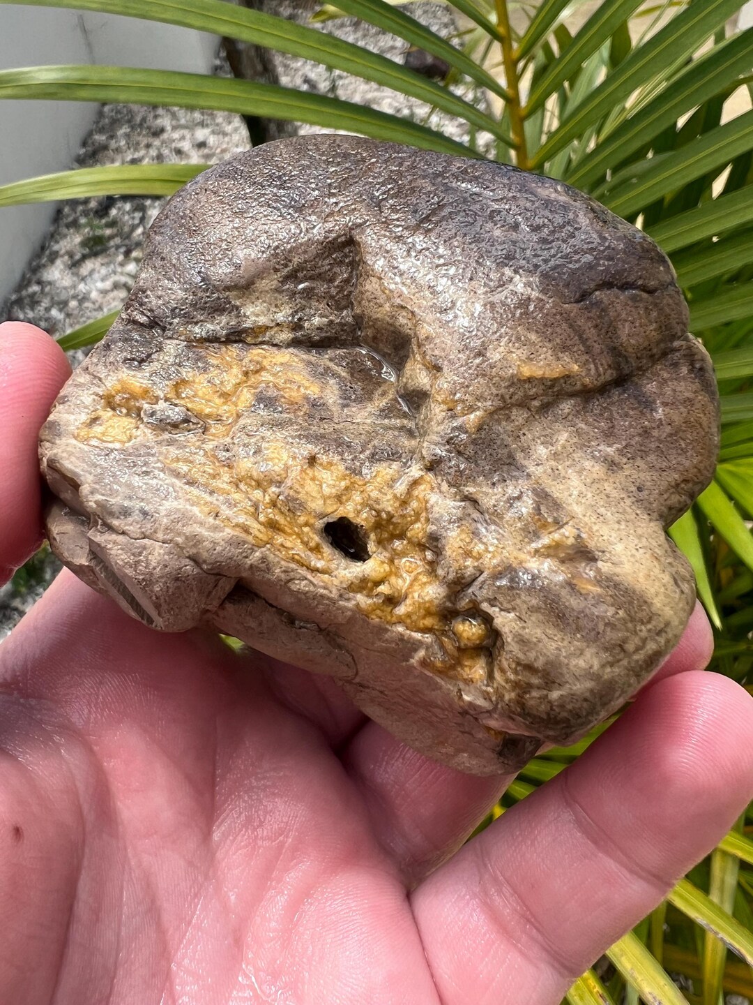 Rare Australian Botryoidal Quartz on Petrified Wood Fossil 320 Grams ...