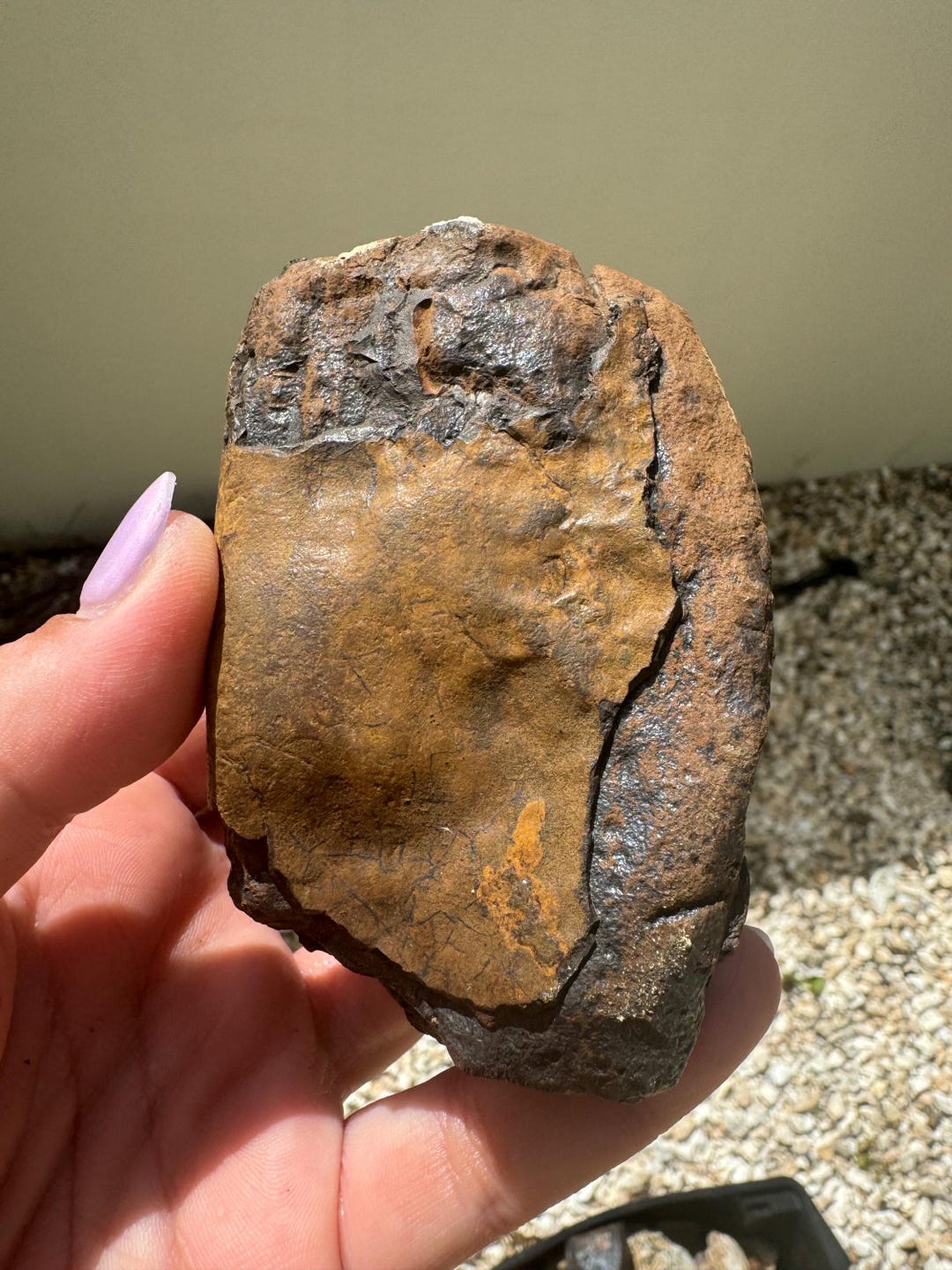 Australian Rough Iron Fossil Fauna Imprints 695 Gram Specimen Red ...