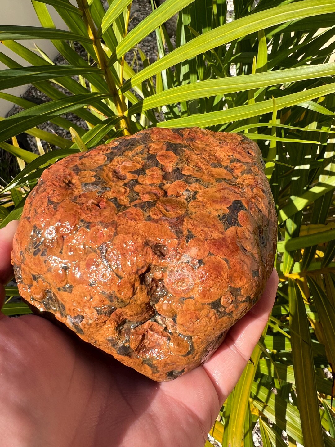 Australian Pisolite Pisoids Bauxite 820 Gram Collectable Rocks Natural ...