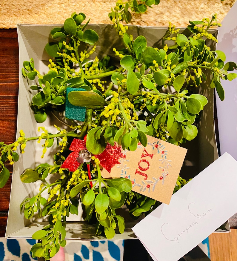 LARGE Bundle of Fresh-cut REAL Mistletoe! SALE! - Etsy