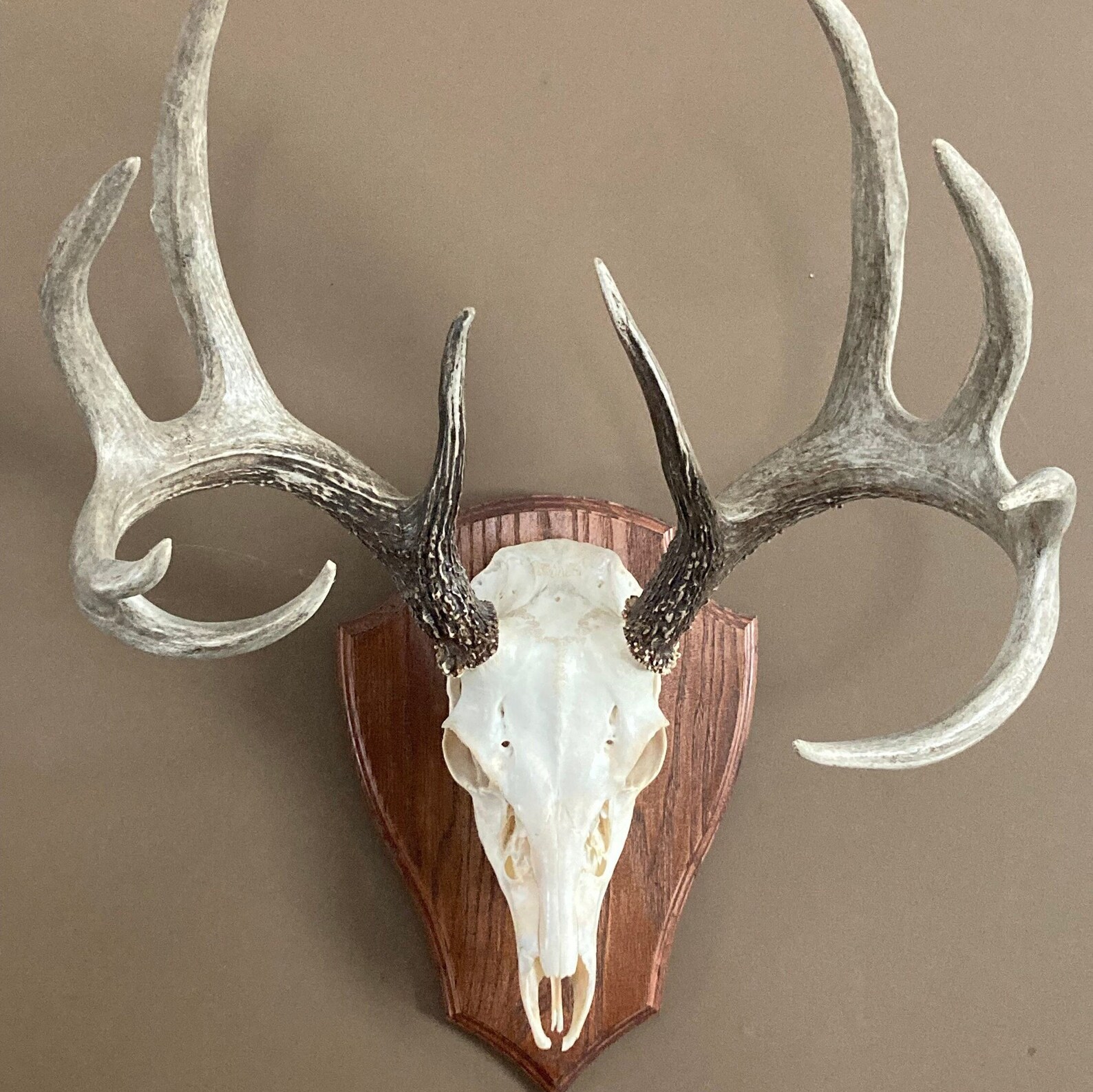 Wooden Antler Trophy Mounting Plaque - Etsy
