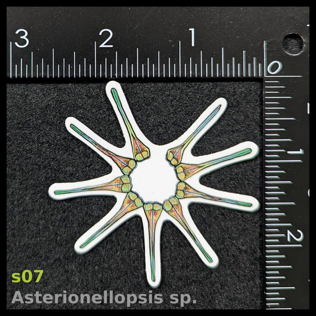 Microbe Sticker - Asterionellopsis - Etsy