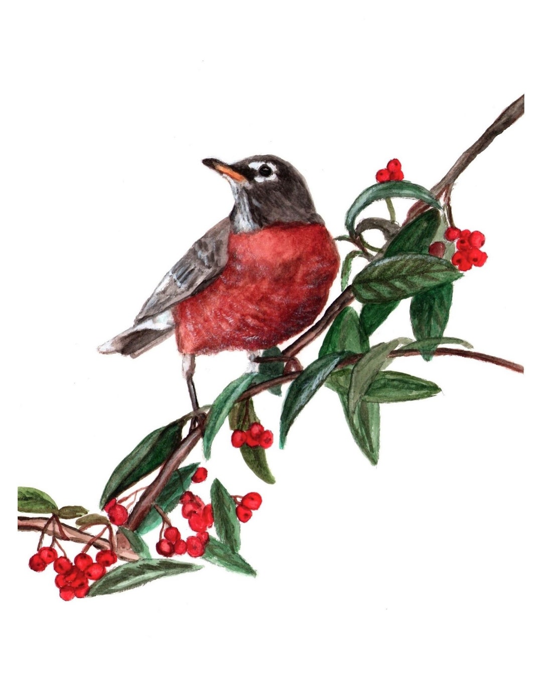 Robin Watercolor Art Print, Painting, American Robin, Bird, Gift ...