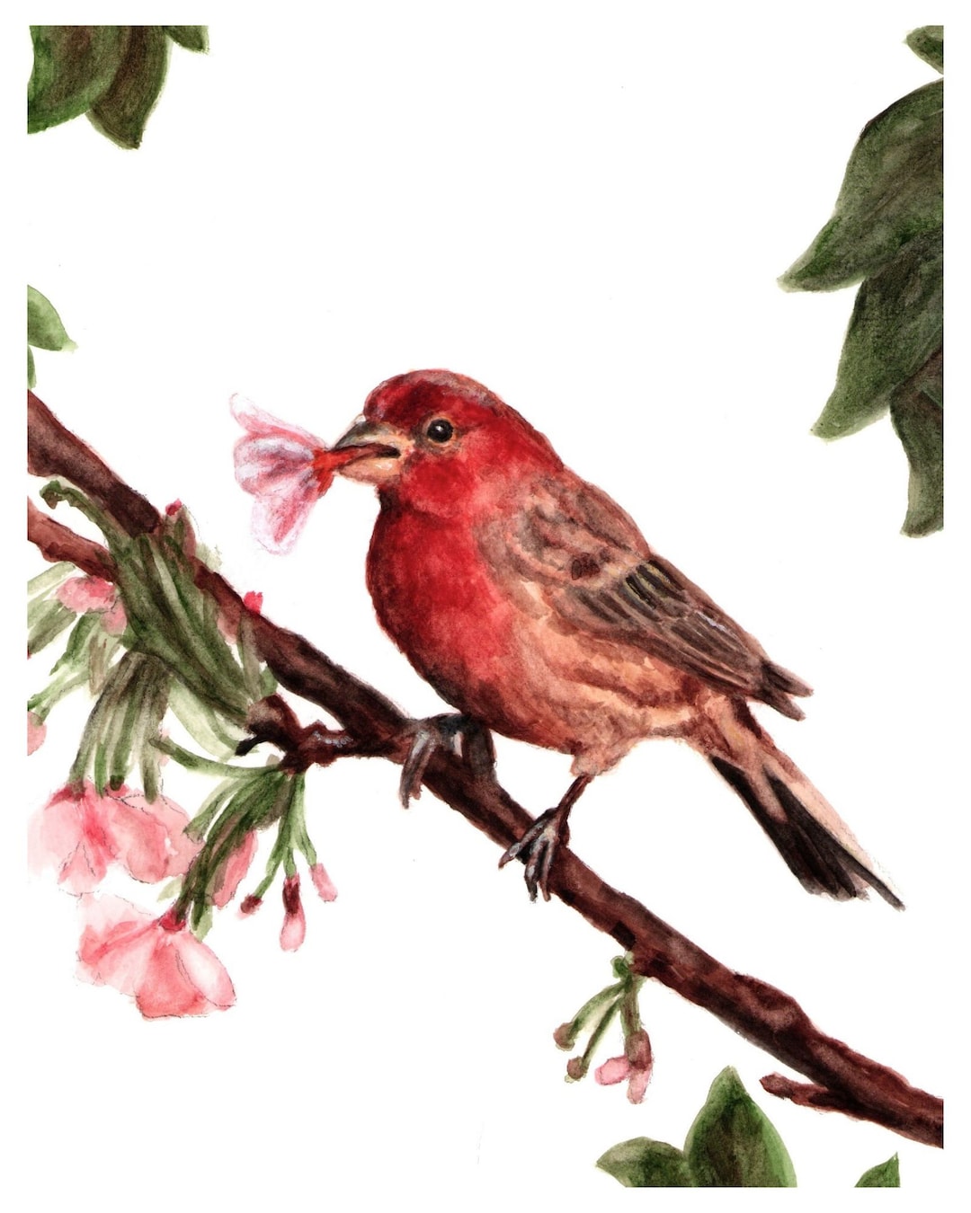 Finch Watercolor Art Print, Painting, House Finch, Bird, Gift, Artwork ...