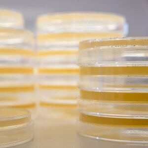 Lab-grade PDA (potato Dextrose Agar) Plate for Mushroom, Yeast, and ...
