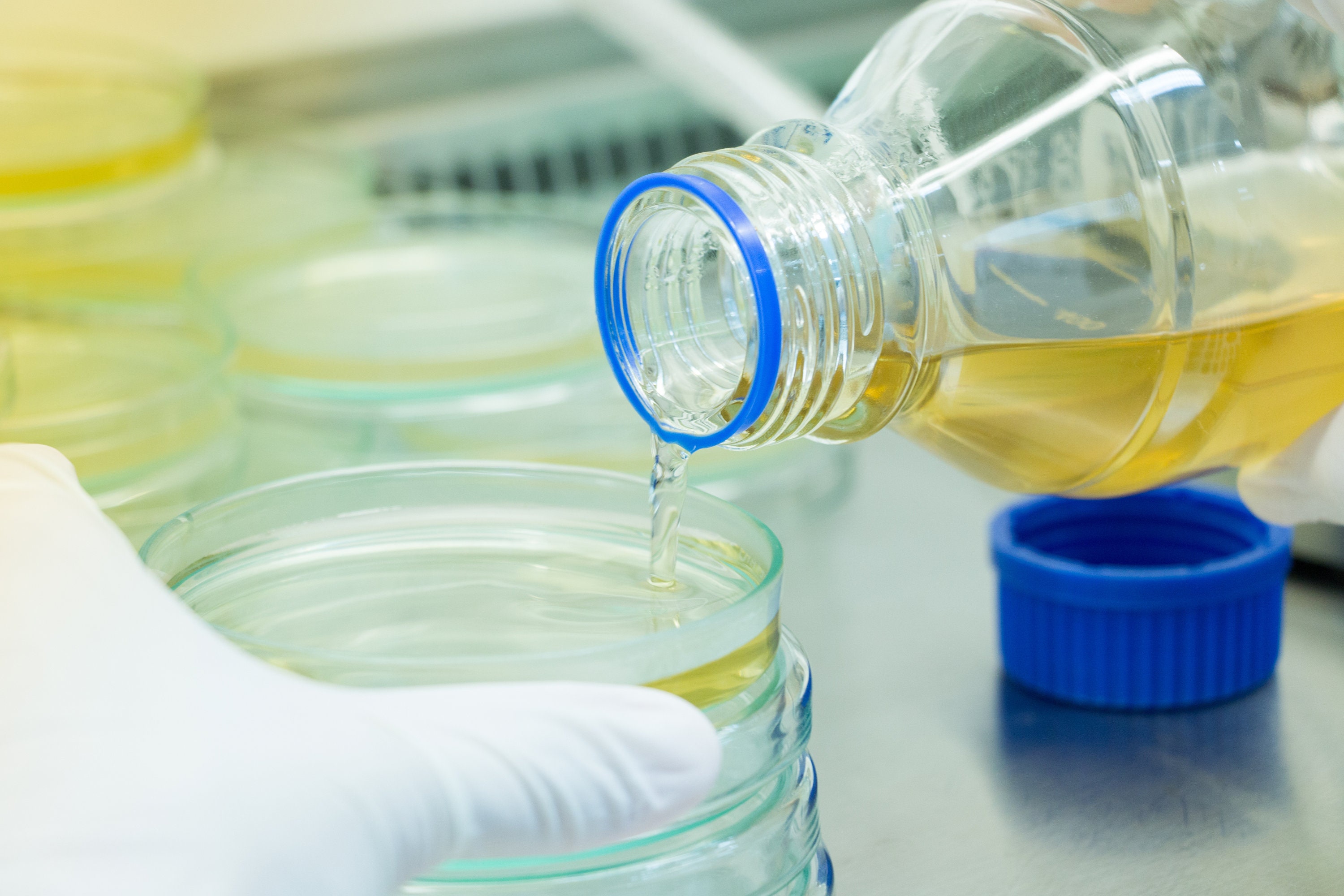 Lab-grade PDA (potato Dextrose Agar) Plate for Mushroom, Yeast, and ...