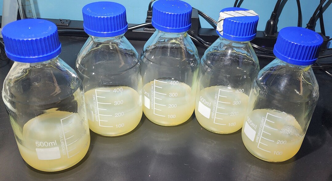 Bulk PDA (potato Dextrose Agar) Media Bottle - Etsy