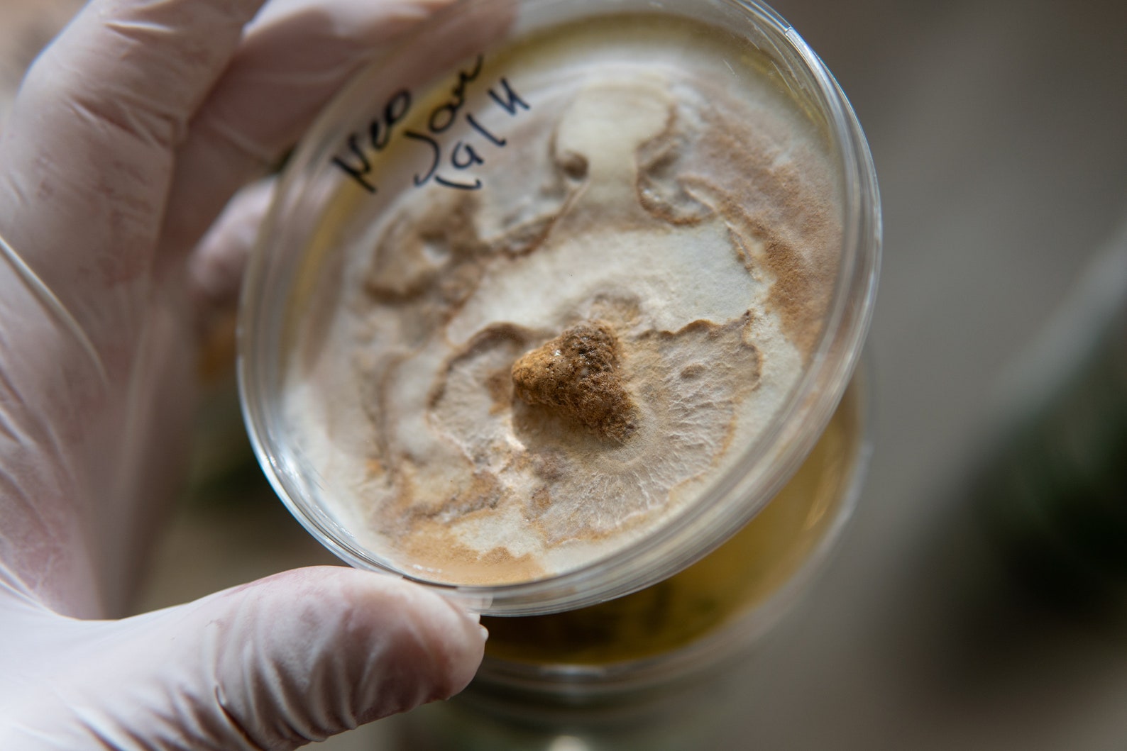 Lab-grade PDA (potato Dextrose Agar) Plate for Mushroom, Yeast, and ...